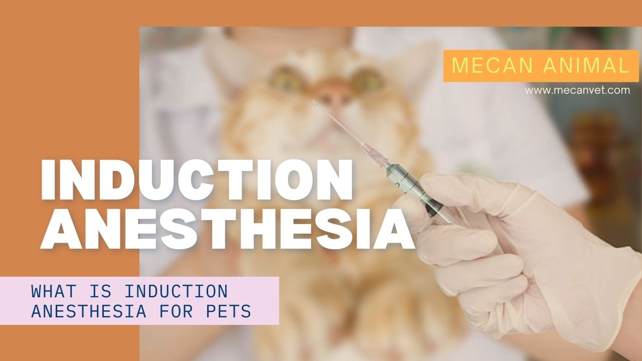 What is Induction Anesthesia for Pets?